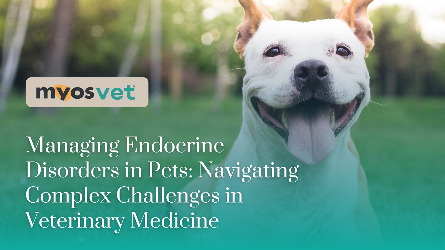 Managing Endocrine Disorders in Pets: Navigating Complex Challenges in ...