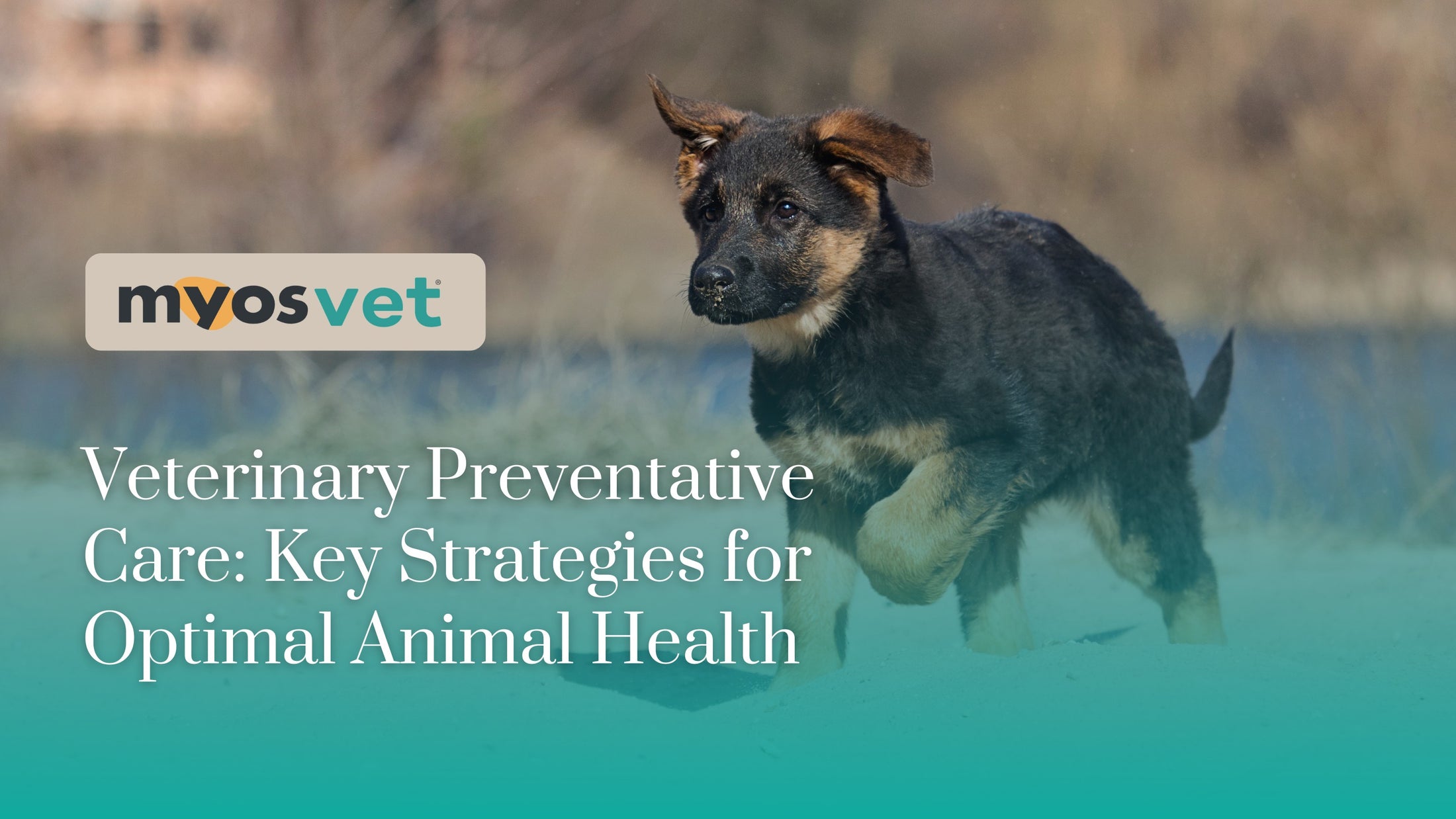 Veterinary Preventative Care: Key Strategies for Optimal Animal Health ...