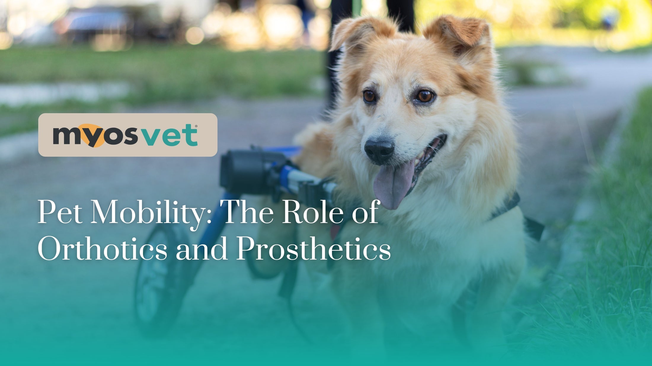 Pet Mobility: The Role of Orthotics and Prosthetics – Myos Vet